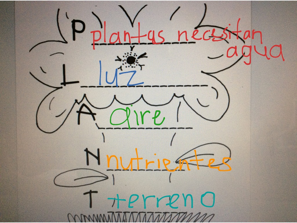 Que necesitan las plantas Anchor Chart | Science, Plants | ShowMe